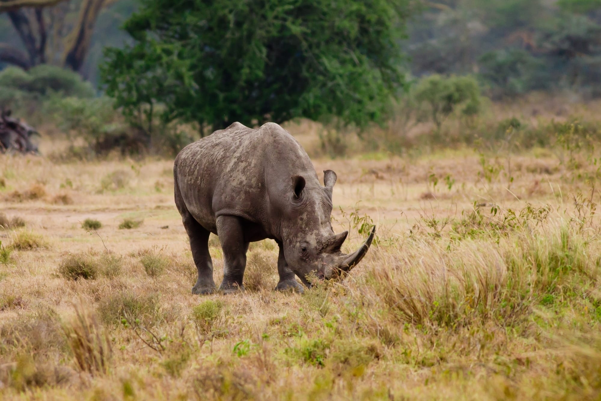 Akagera National Park | Fitzroy Travel